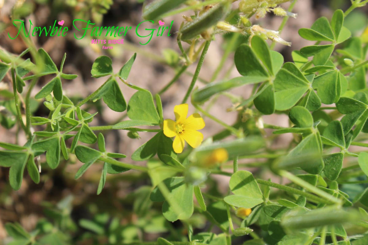 Sour Grass – NewbieFarmerGirl